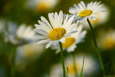 Prästkrage Daisy Blomma Gratis foto på Pixabay