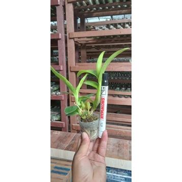 Jual Pra Remaja Anggrek Dendrobium Bulat Dan Keriting Hybrida Shopee