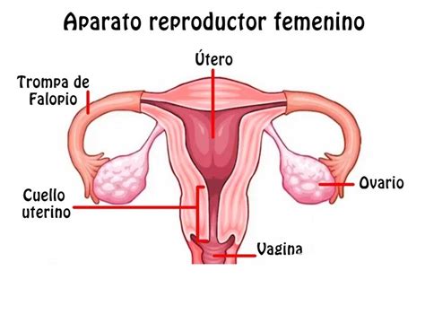 Dibuja Un Aparato Reproductor Femenino Y Localiza Las Estructuras Por
