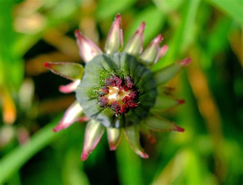 Banco de imagens natureza Flor plantar flor pétala verde