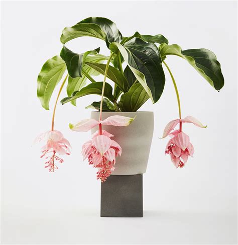 14 Plantas Con Flores LawrenceFuchen