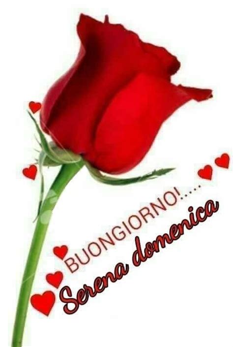 A Red Rose With Hearts On It And The Words Bongioro Sera Domestica