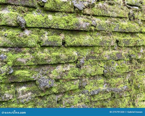 Mossy Brick Walls Stock Photo Image Of Rock Mossy 275791320