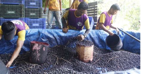 Amazonas cria programa para fomento à Cadeia Produtiva do Açaí