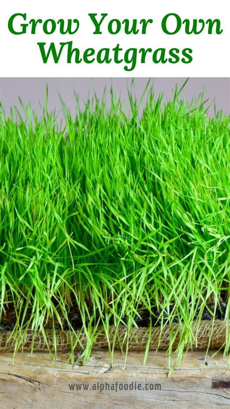 How To Grow Wheatgrass At Home With Without Soil Video Video