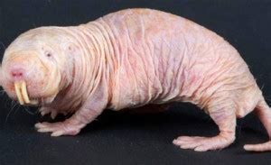 Naked Mole Rats Have Colony Specific Dialects New Study Shows Sci News