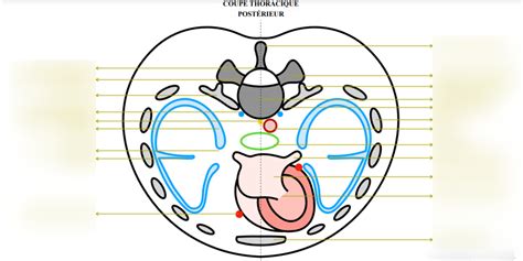 Topographie Coupe Thoracique Diagram Quizlet