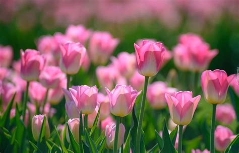 Kwiaty Tulipany Wiosna Beautiful Flowers Flower Garden Flowers