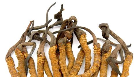 Cordyceps el hongo parásito que es beneficioso para la salud AS