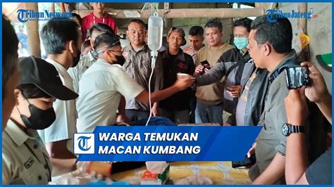 Geger Dower Warga Pekalongan Temukan Macan Kumbang Di Dapur Warung