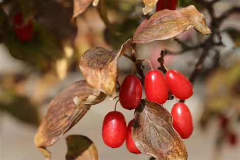 También Ganar control difícil maiz fruta Espacioso llamada Simetría