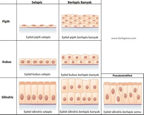 Jaringan Epitel Pada Hewan Homecare24