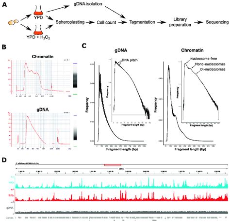 Quality Control Of Assay For Transposase Accessible Chromatin Using