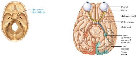 Cranial Nerves Names Of The Cranial Nerves Mnemonic And Function
