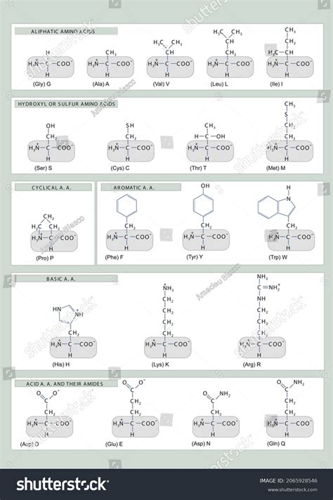 Amino Acid Table Structure Images Browse Stock Photos Vectors