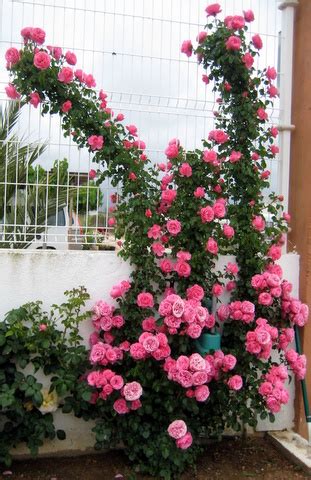 Details Rosal Trepador Sin Espinas Abzlocal Mx