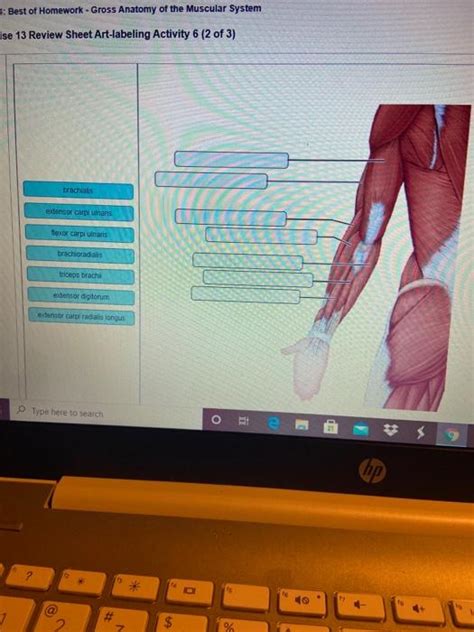 Solved 3 Best Of Homework Gross Anatomy Of The Muscular Chegg