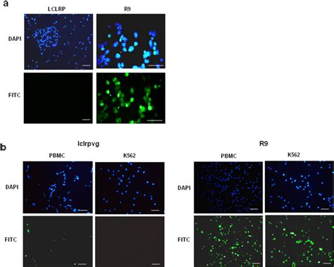 A FITC Labelled Peptides LCLRP And R9 Were Incubated With TK 1 Cells