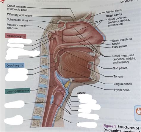 202 Lab Practical 2 Upper Respiratory Diagram Quizlet