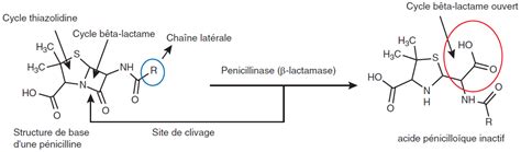 Mécanismes de résistance aux agents anti infectieux antibiotiques