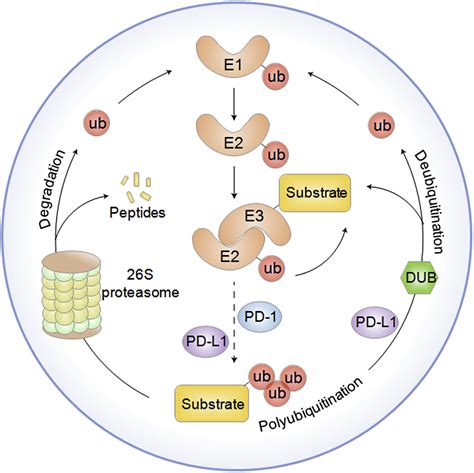 Emerging Role Of Ubiquitination In The Regulation Of PD 1 PD L1 In
