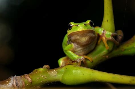 Hyla Meridionalis Karakteristike Stani Te Ishrana I Razmno Avanje