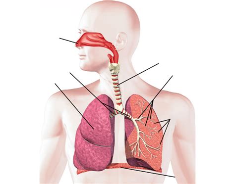 Air Passages Respiratory System 1 Circulatory System 2 Main