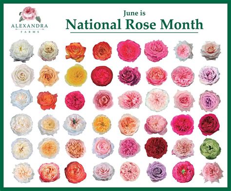 Celebrate National Rose Month In June