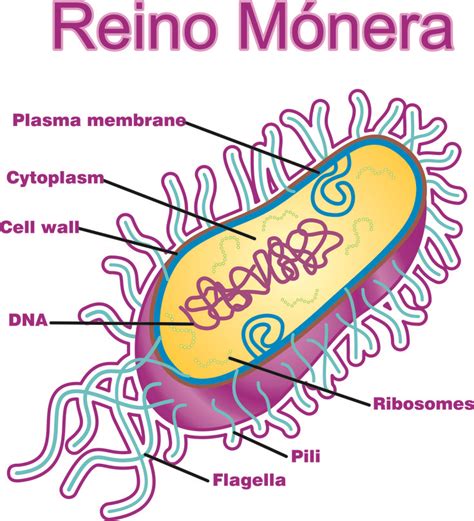 Álbumes 91 Foto 5 Reinos De Los Seres Vivos Monera El último