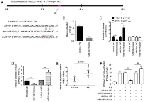 PTEN Is A Direct Target Of MiR 93 A Predicted MiR 93 Targeting