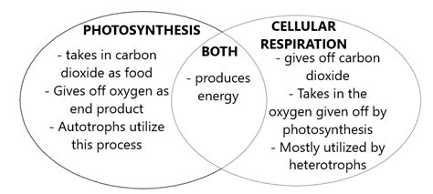 Photosynthesis And Cellular Respiration Venn Diagram