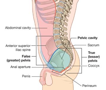 Pelvis And Perineum Flashcards Quizlet