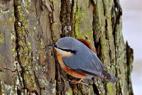 Kleiber Vogel Vogelkunde Kostenloses Foto Auf Pixabay Pixabay