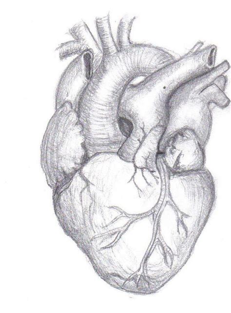 Cool Real Heart Drawing