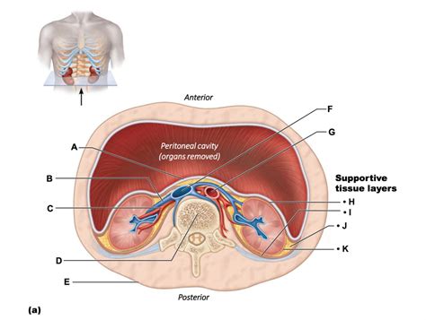 Transverse Cut Of Abdominal Cavity Diagram Quizlet