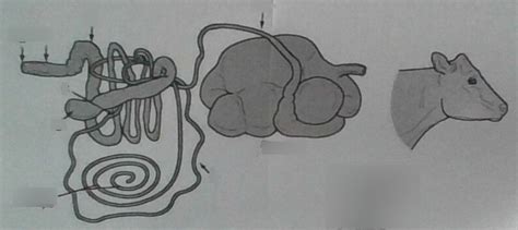 Ruminant Digestive System Diagram Quizlet