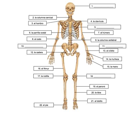 El Esqueleto Diagram Quizlet
