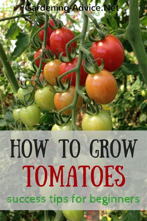 18 Gardening Tips For Tomatoes Ideas To Consider SharonSable