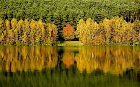 Las Odbicie Drzewa Jezioro