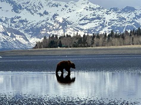 Bear Viewing Report 21st May 2023 Bear Viewing In Alaska