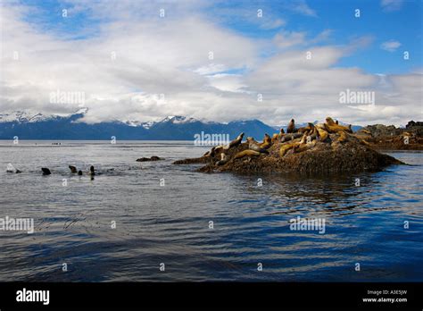 Colony Of Stellar Sea Lions Eumetopias Jubatus Frederick Sound Inside