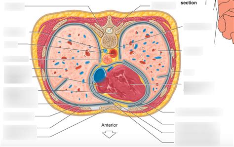 I Thoracic Cavity Diagram Quizlet