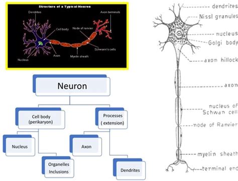Nervous Tissue Flashcards Quizlet