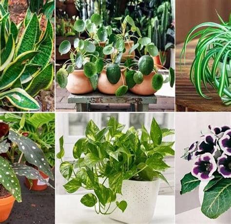 Cómo cultivar Cinta lazo de amor mala madre y sus cuidados Eco