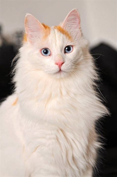 14 Rare Cat Breeds Youve Probably Never Heard Of Artofit