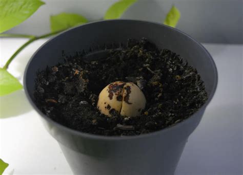 Comment Planter Des Noyaux D Avocat Les Pothos