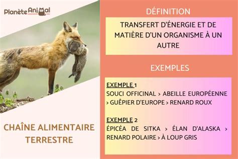 Cha Ne Alimentaire Terrestre D Finition Et Exemple