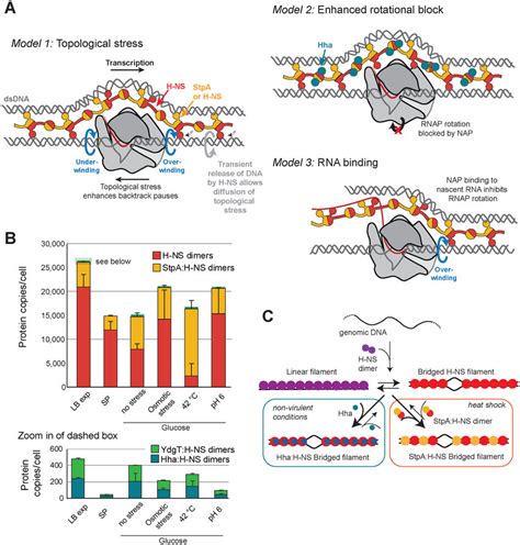 Models For Stimulation Of Pausing By Dynamic Mixed Filaments A Model