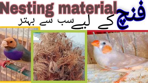 Nesting Material For Zebra Finch Birds Complete Nesting Procedure In