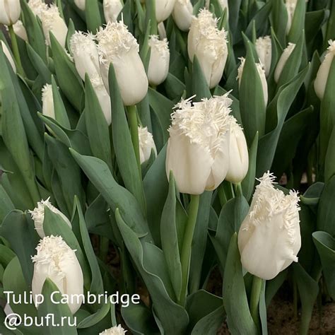 Tulip Cambridge Bufl Ru